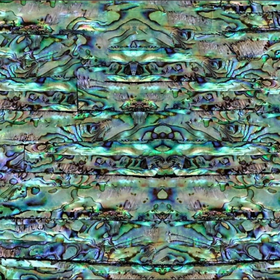 Caribbean Abalone Drum Wrap - Walopus Drum Wrap