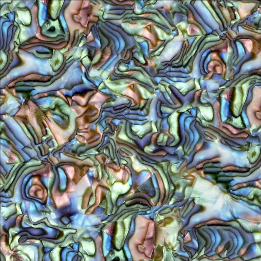 Pacific Abalone Drum Wrap - Walopus Drum Wrap